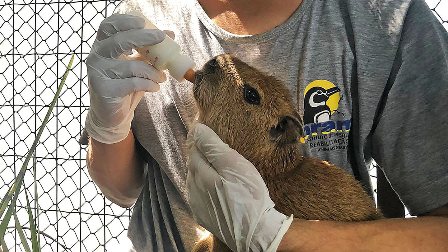 Filhote de capivara resgatado está em reabilitação no Iema